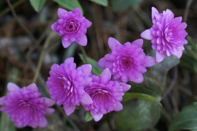 Growing & caring for hepatica - Plantura