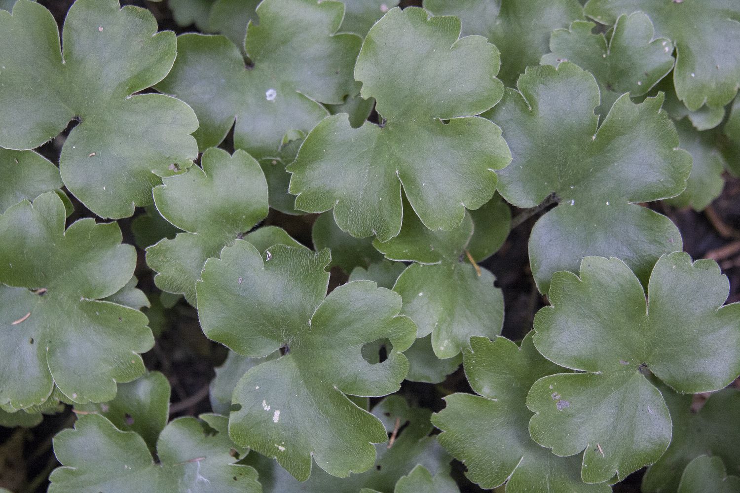 Growing & caring for hepatica - Plantura