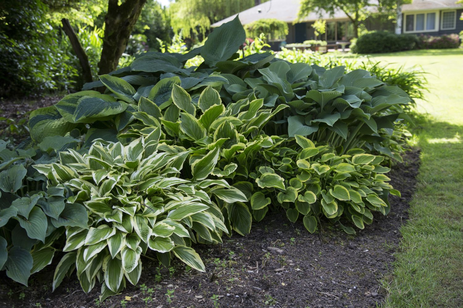 The best perennials for the shade - Plantura