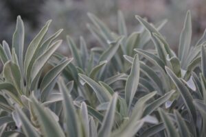 White sage: how to grow, care for & use - Plantura