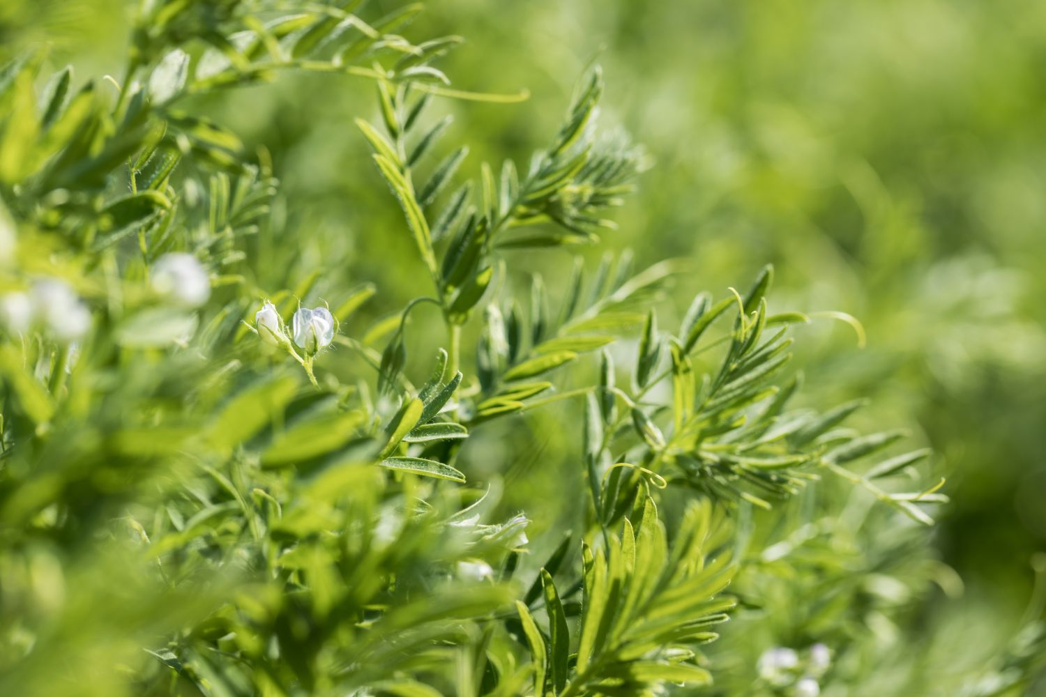 Lentils: cultivation, care & harvest - Plantura