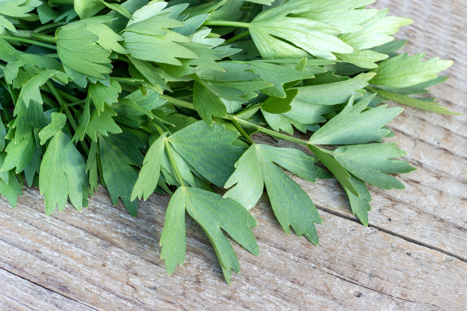 Lovage: the herb's characteristics & propagation - Plantura