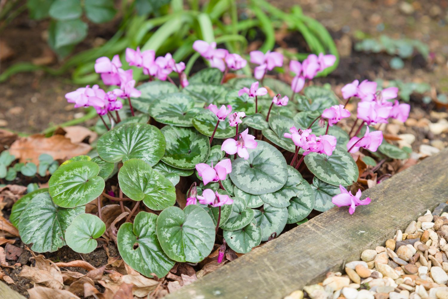 Types of cyclamens: for the home & garden bed - Plantura