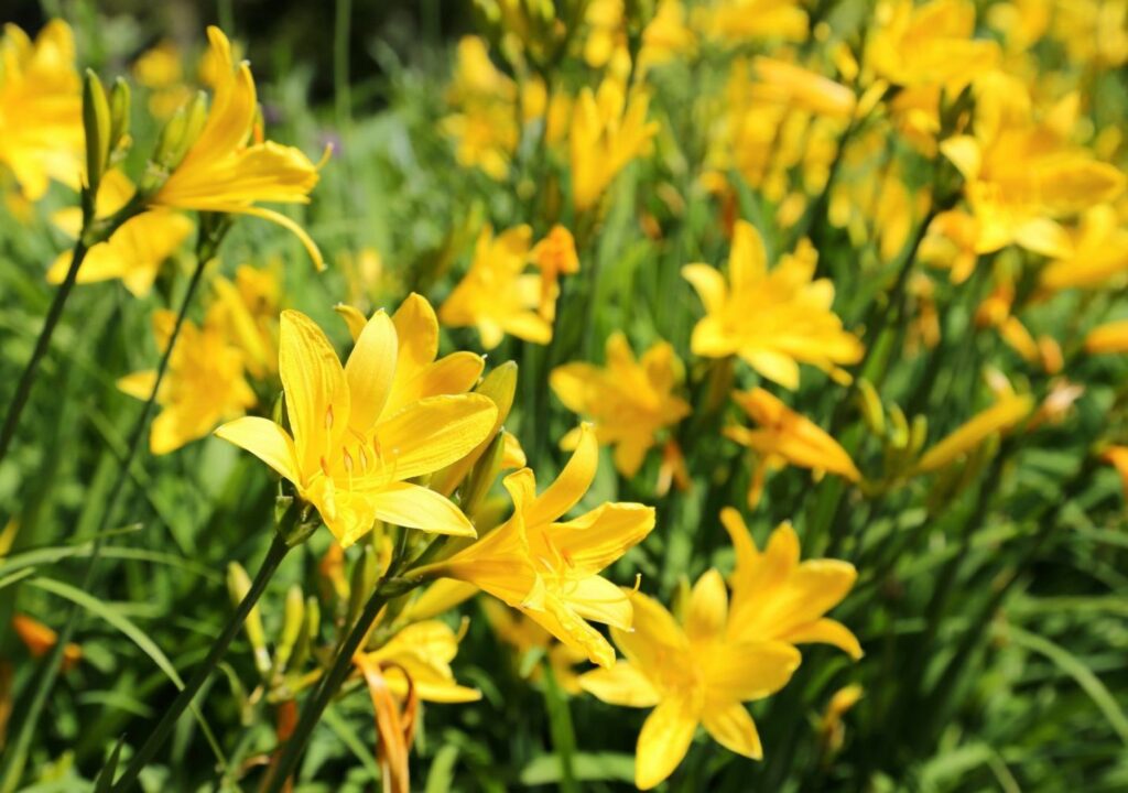 Creating a Mediterranean garden at home - Plantura