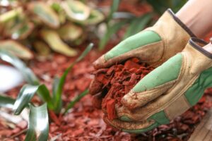 Mulching: definition, advantages & procedure - Plantura