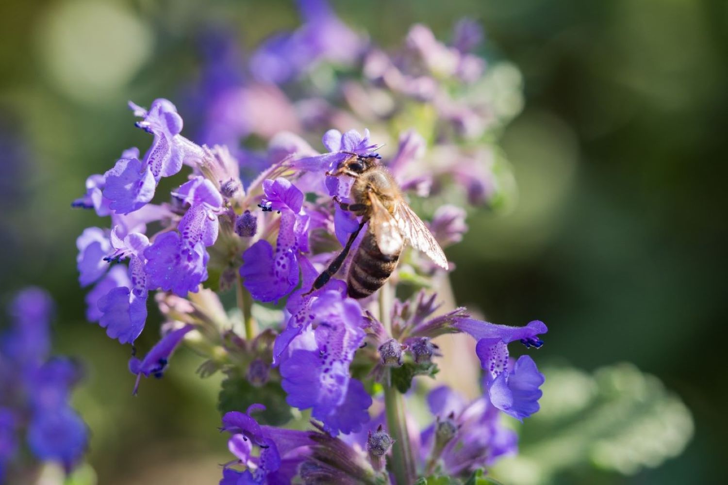 Catmint and cats: effects & uses - Plantura
