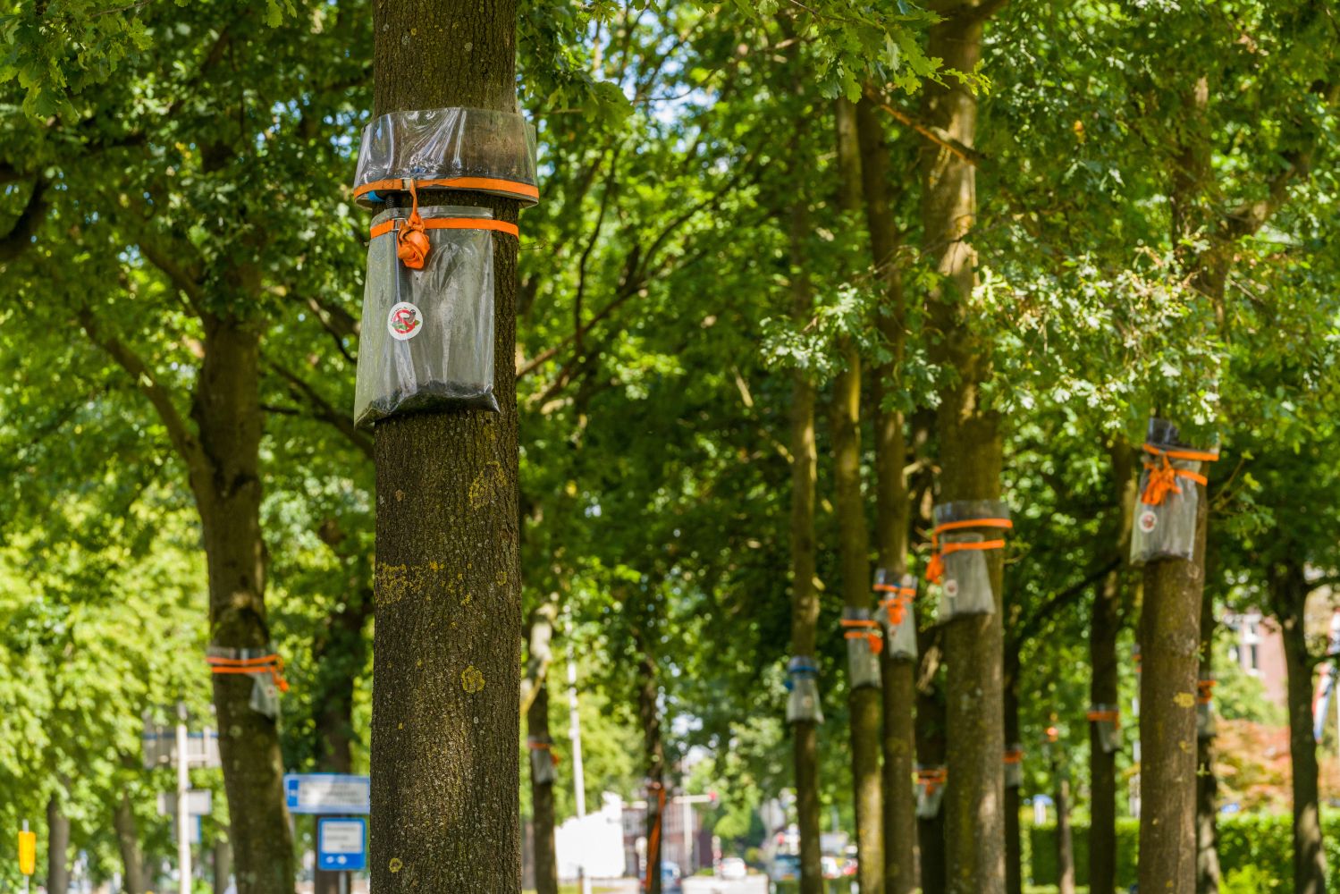 Oak processionary moth: profile & control - Plantura