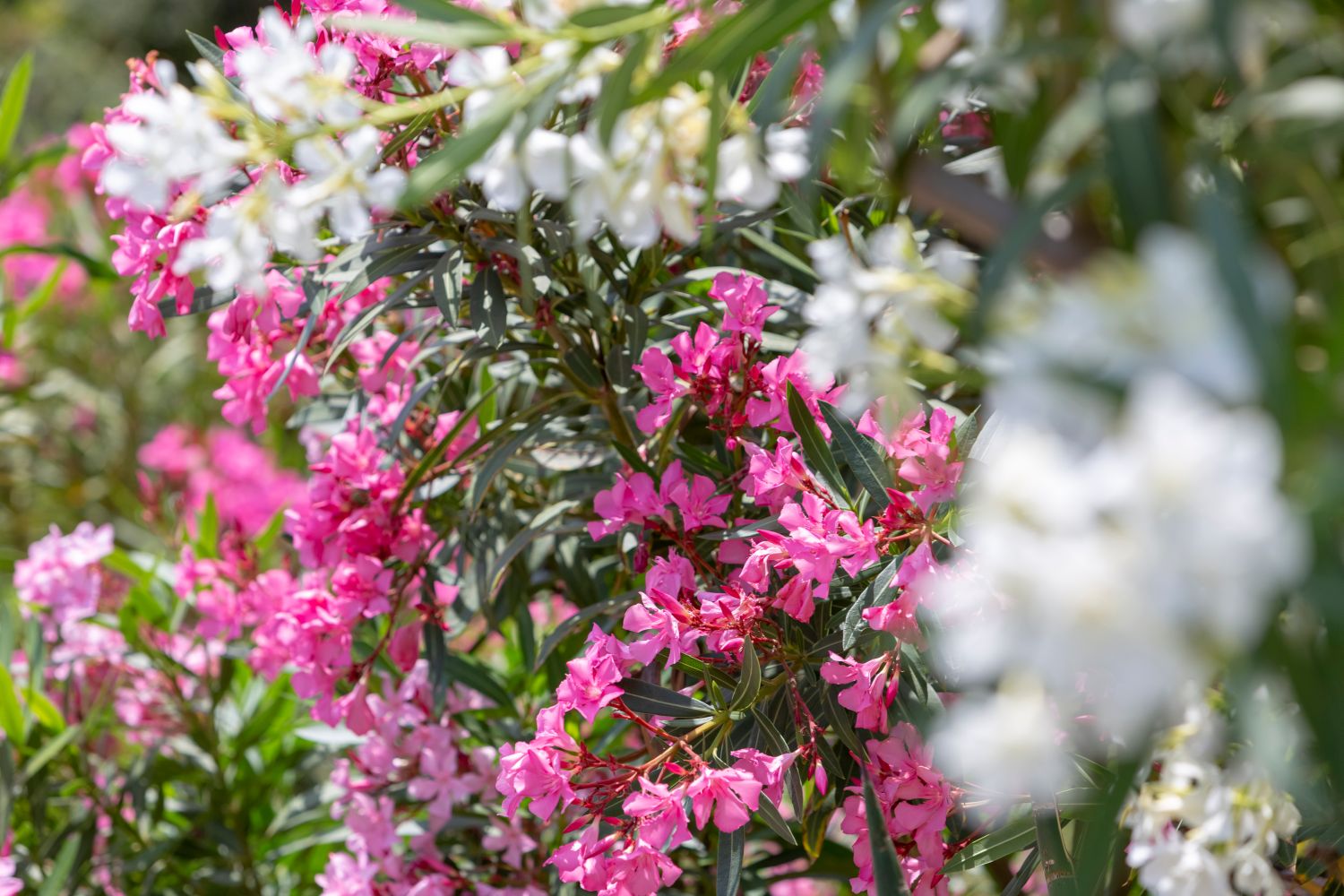 Oleander: flowering, varieties & cultivation - Plantura