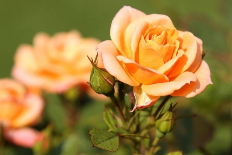 Orange roses: prettiest orange rose varieties - Plantura