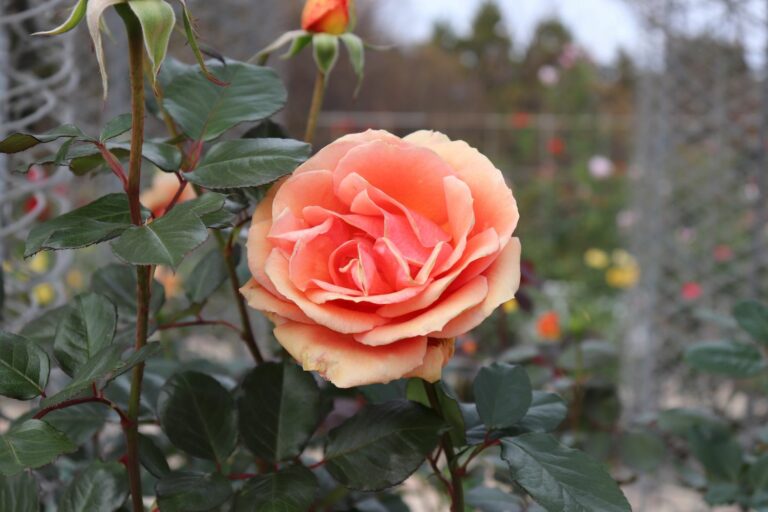Orange roses: prettiest orange rose varieties - Plantura