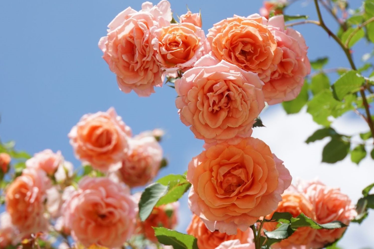 Orange roses: prettiest orange rose varieties - Plantura