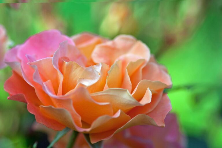 Orange roses: prettiest orange rose varieties - Plantura
