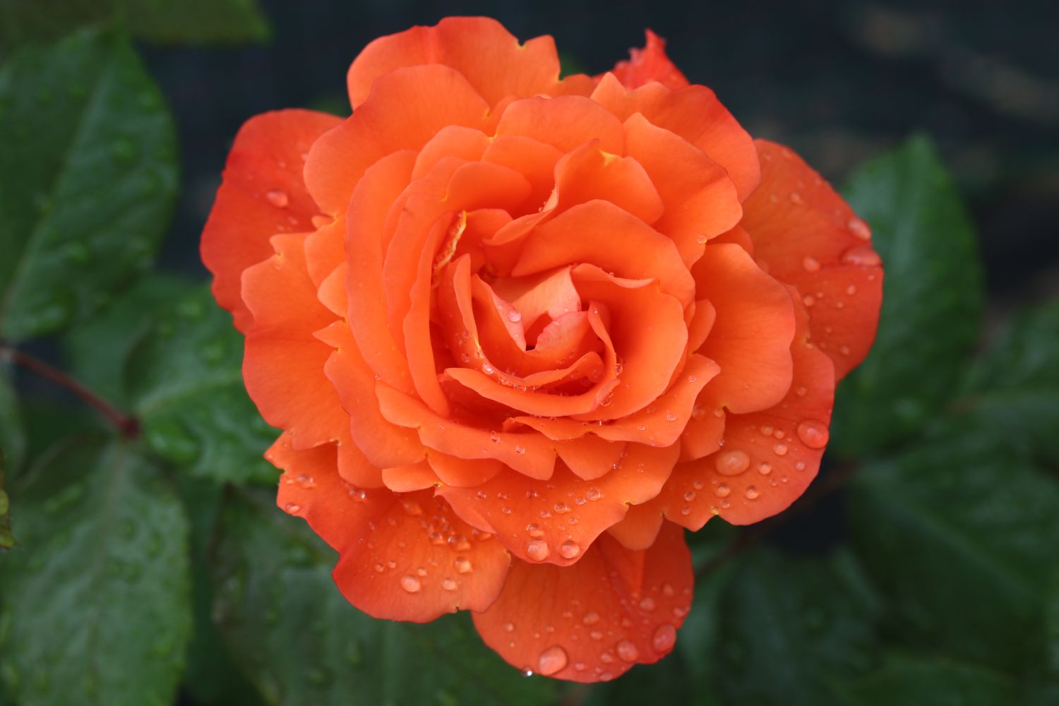 Orange roses: prettiest orange rose varieties - Plantura