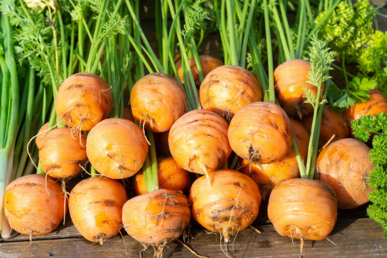 Types of carrots: best carrot varieties to grow - Plantura