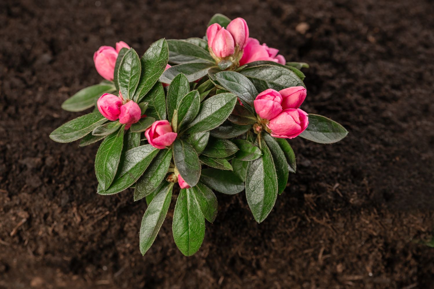 Rhododendron care: watering, pruning & more - Plantura