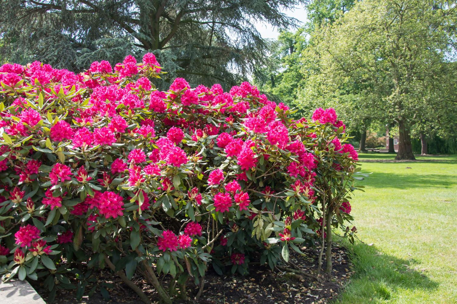 Rhododendron care: watering, pruning & more - Plantura