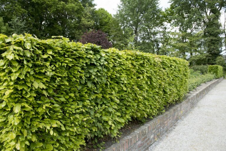 Planting beech hedges: tips & tricks - Plantura