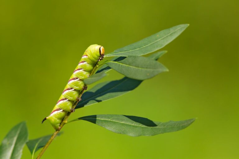 Privet: planting, pruning & more - Plantura