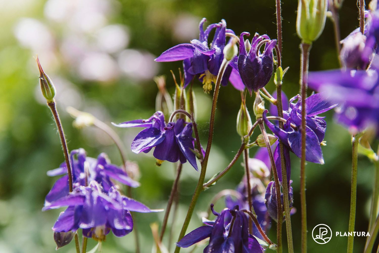 Aquilegia: the ornamental plant's profile - Plantura