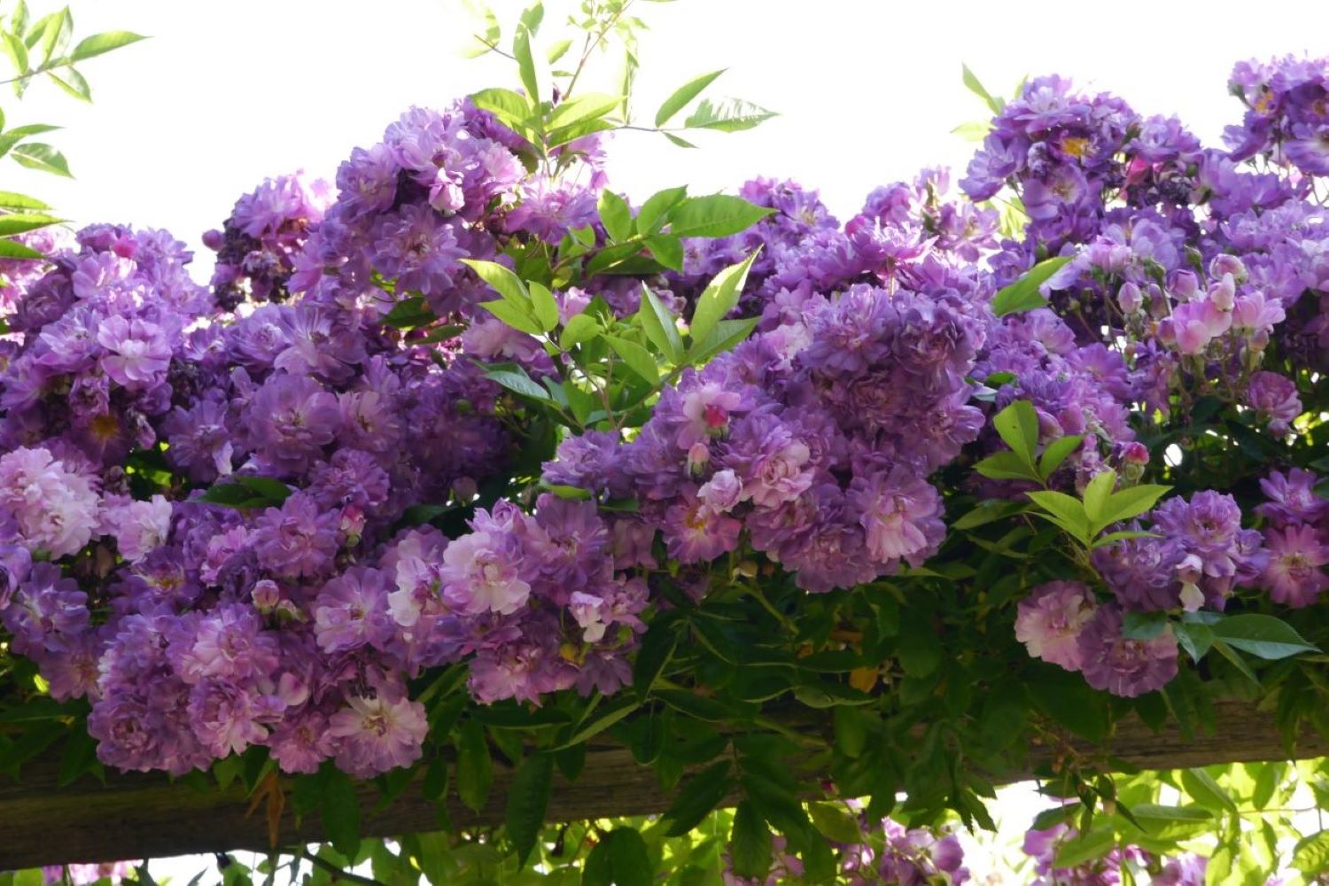 Purple roses: top 5 purple rose varieties - Plantura