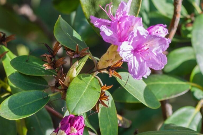 Rhododendron care: watering, pruning & more - Plantura
