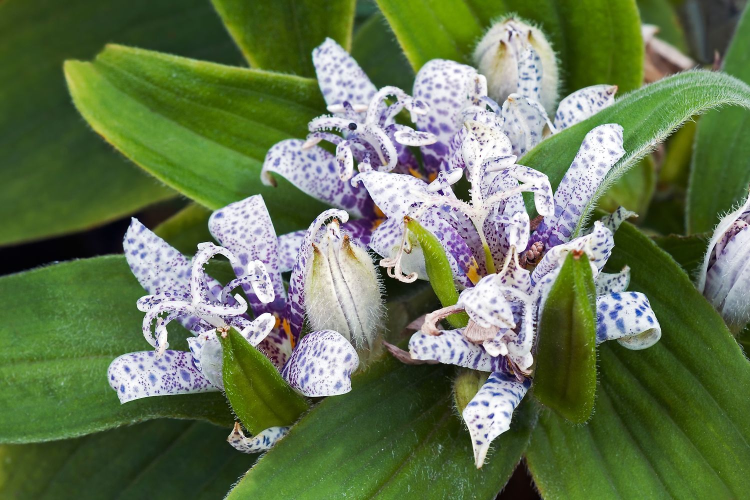 Toad lily: planting, care & varieties - Plantura