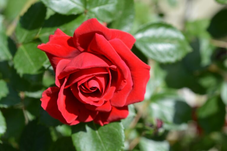 The most beautiful types of red roses - Plantura