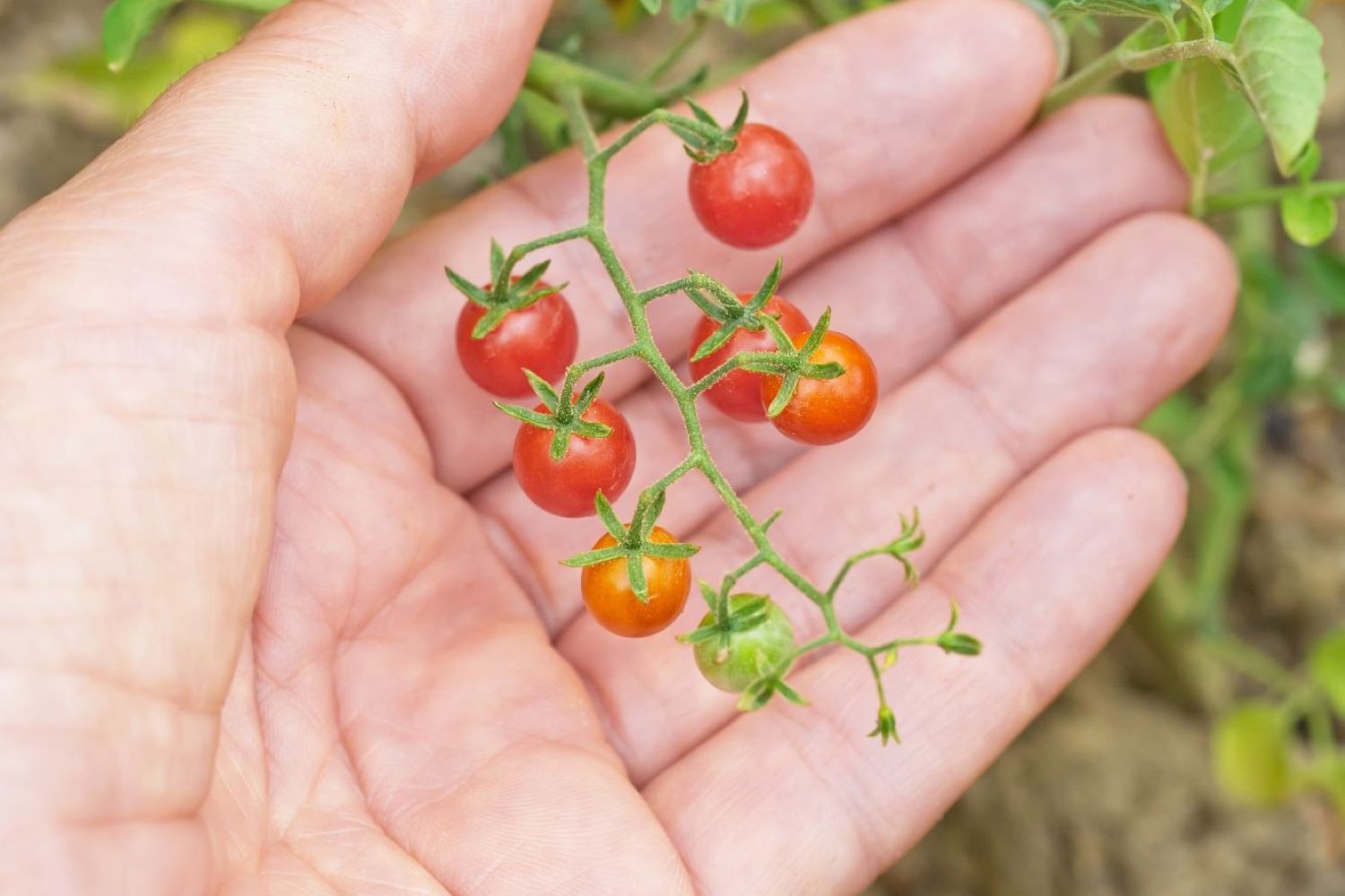 Tomato varieties: the best of new & heirloom - Plantura