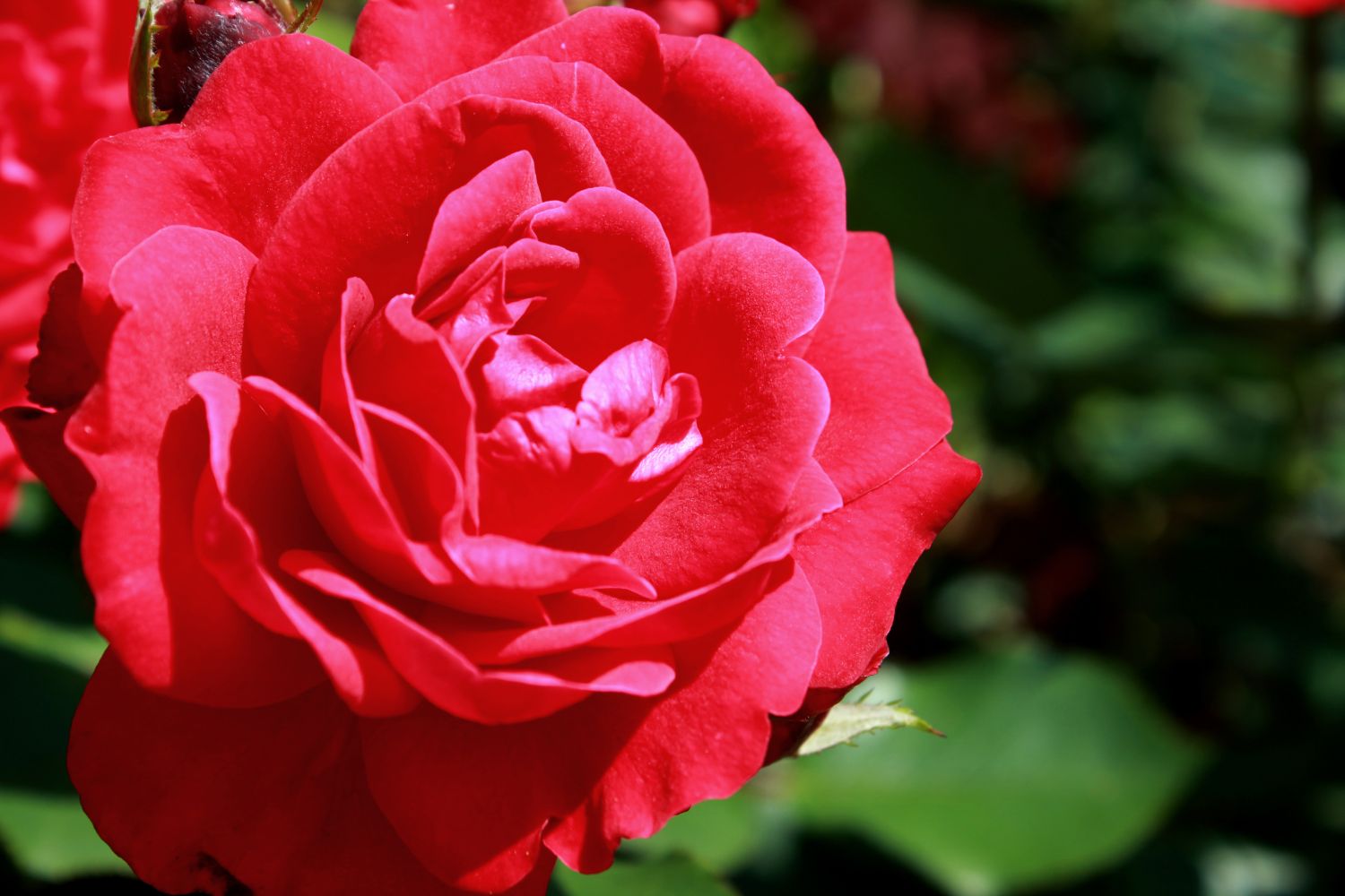 The most beautiful types of red roses - Plantura