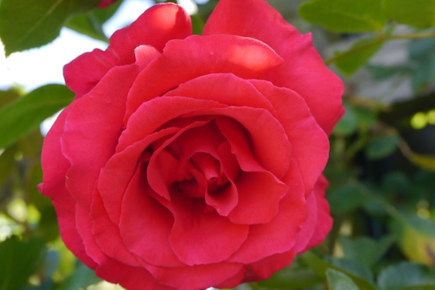 The most beautiful types of red roses - Plantura