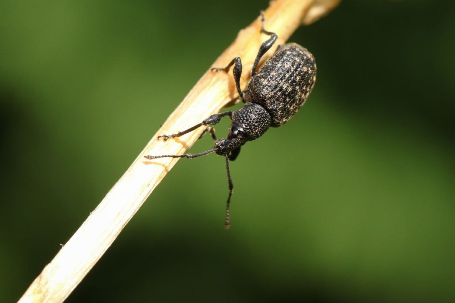 Rhododendron: cultivation & care - Plantura