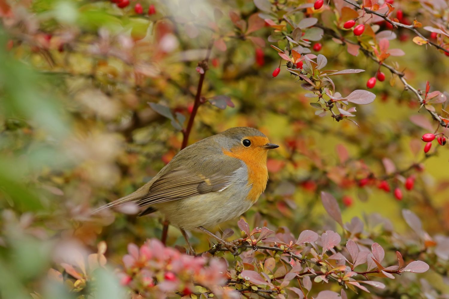 The best plants for birds - Plantura