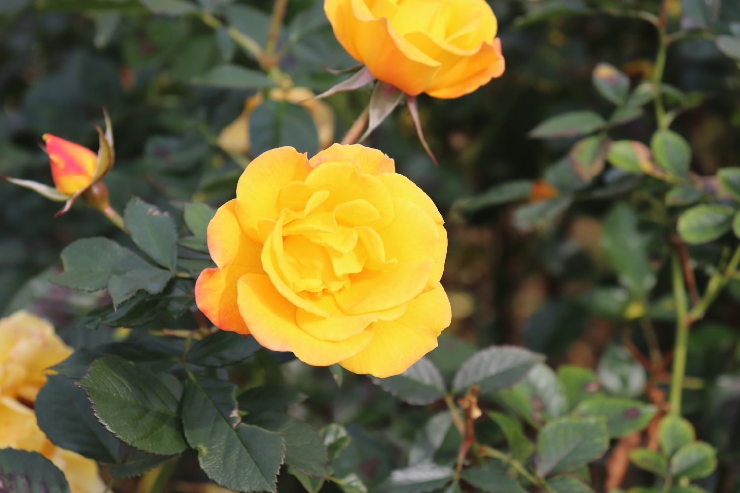 The best yellow roses for your garden - Plantura