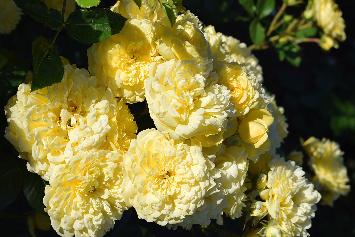 The best yellow roses for your garden - Plantura