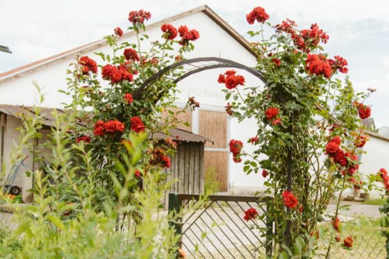 How to identify, prevent & treat rose rust - Plantura