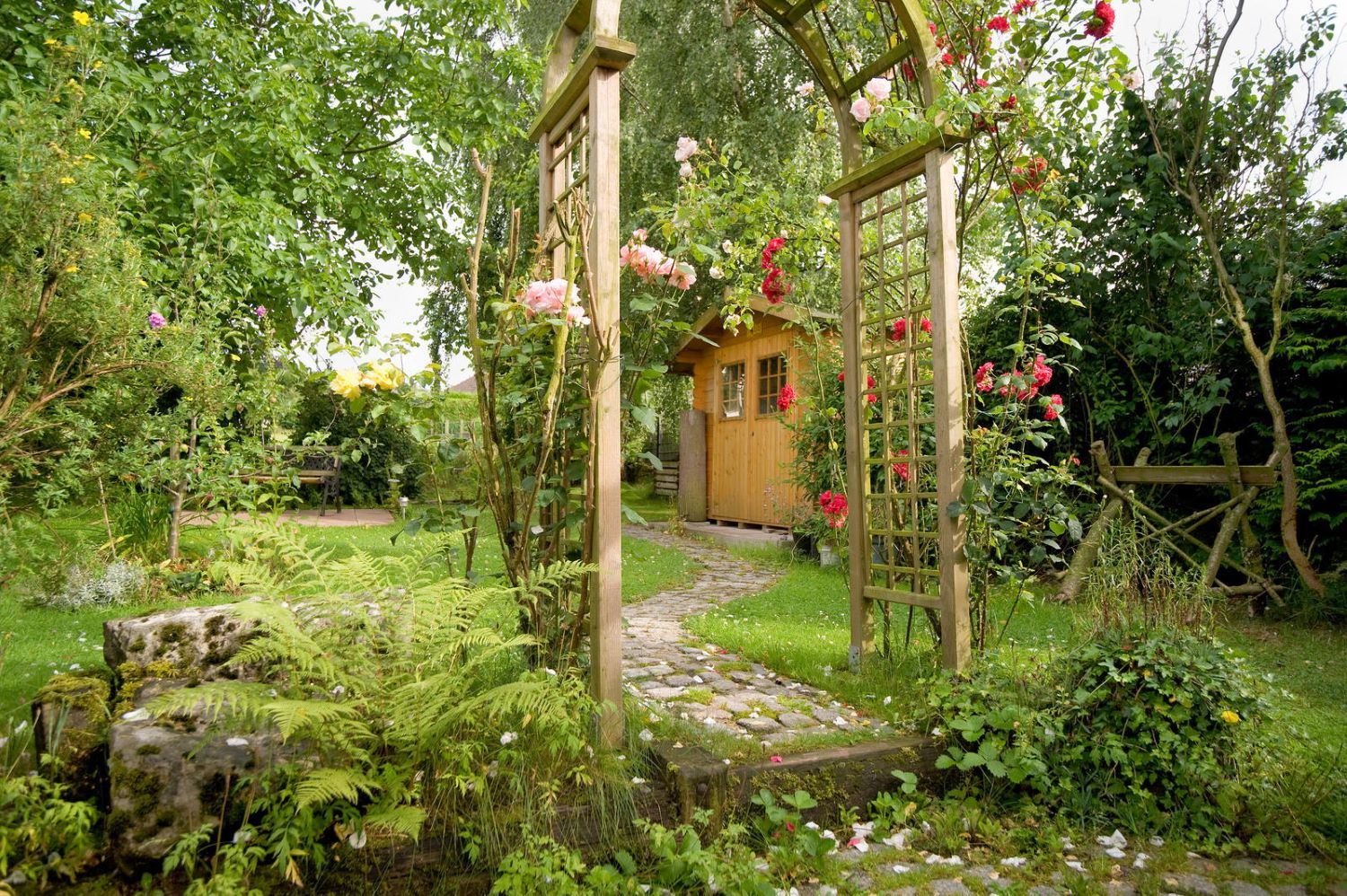 Roses: cultivation, care & varieties - Plantura