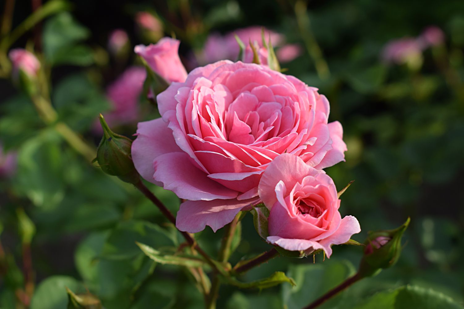 The most beautiful pink roses - Plantura