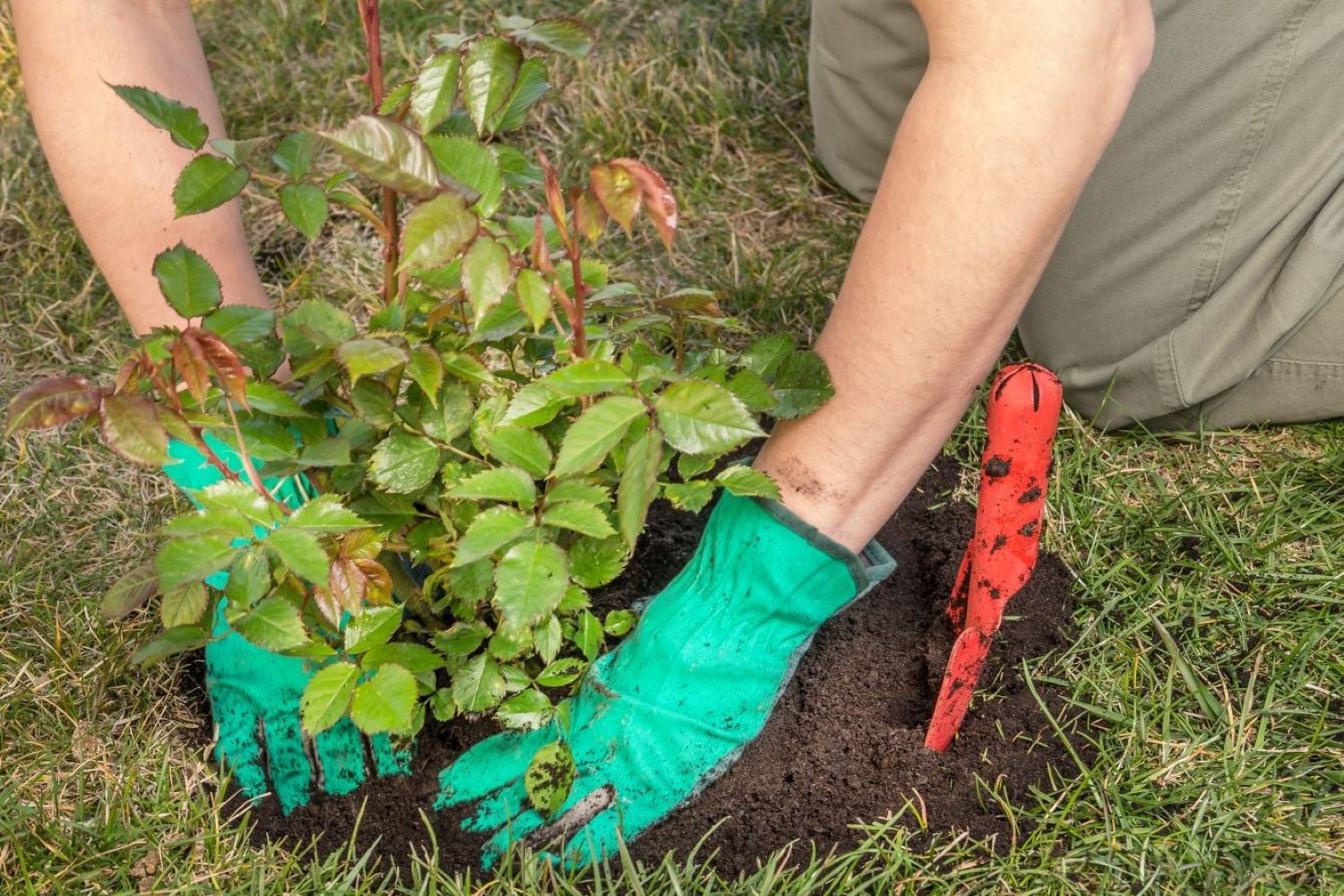 Planting roses: when, where & how - Plantura