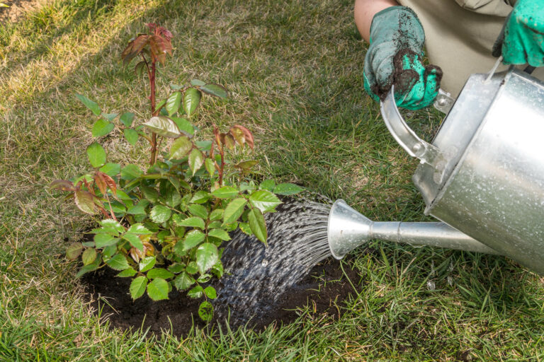 How to identify, prevent & treat rose rust - Plantura