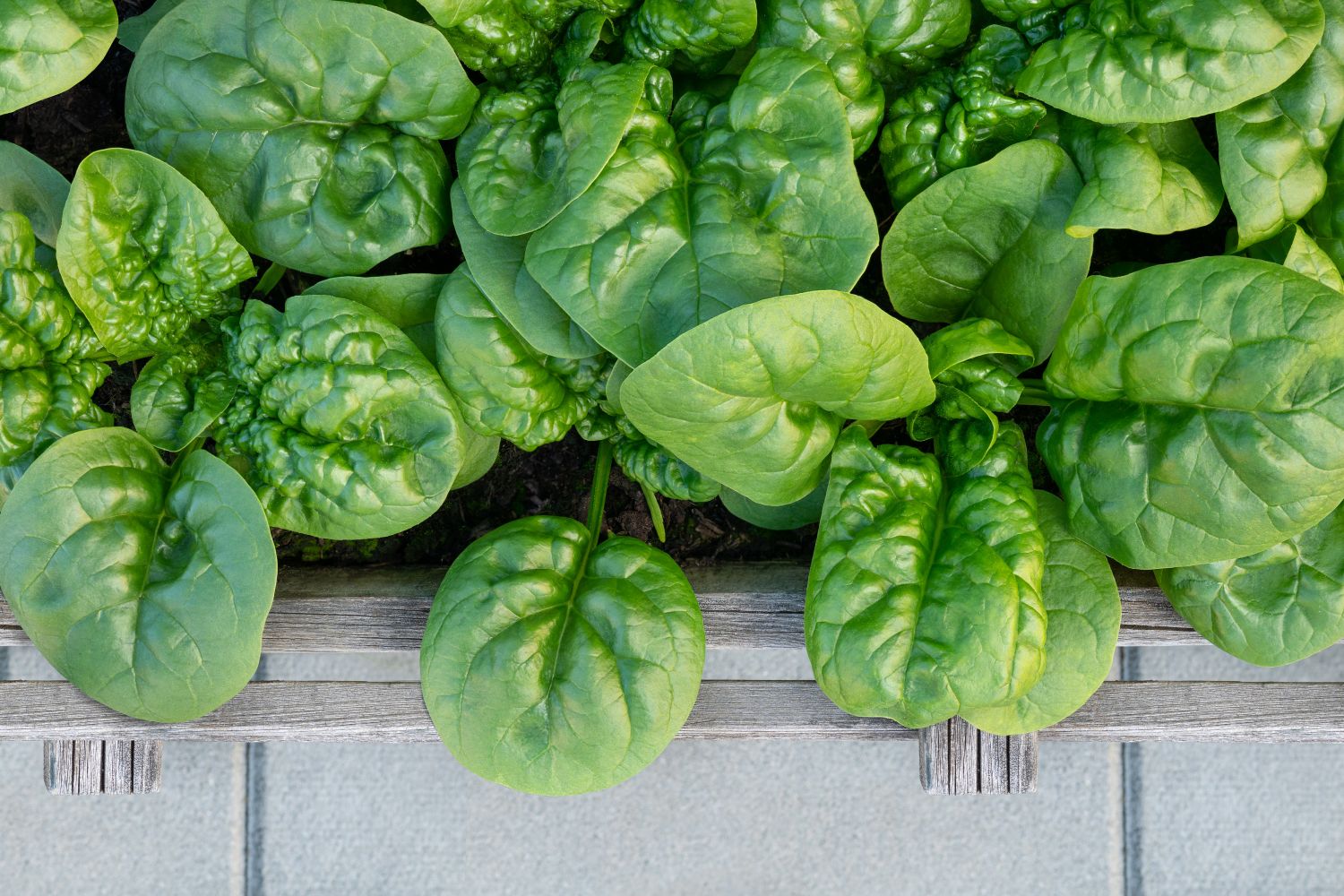 All about spinach: profile, hardiness & care - Plantura