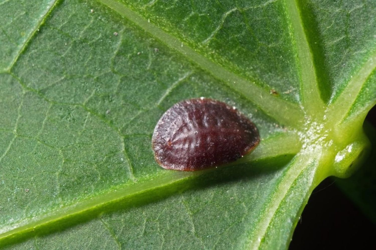 Scale insects: detection, prevention & control - Plantura