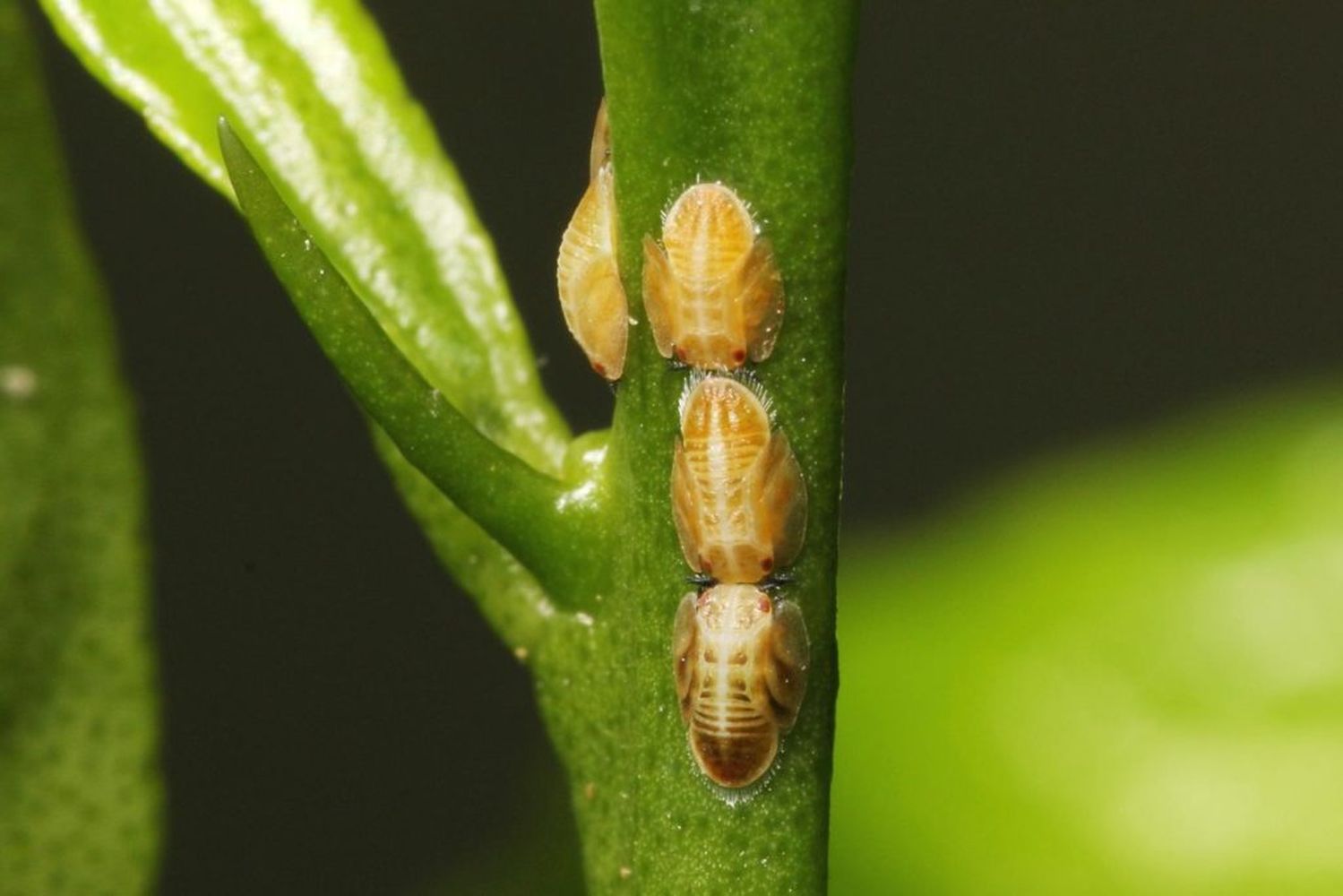 Scale insects: everything about the bugs - Plantura