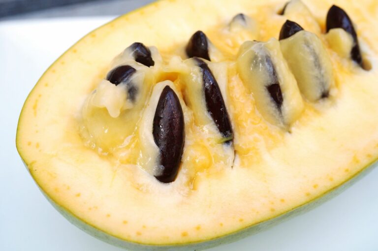 Pawpaw: planting, cultivating & harvesting - Plantura