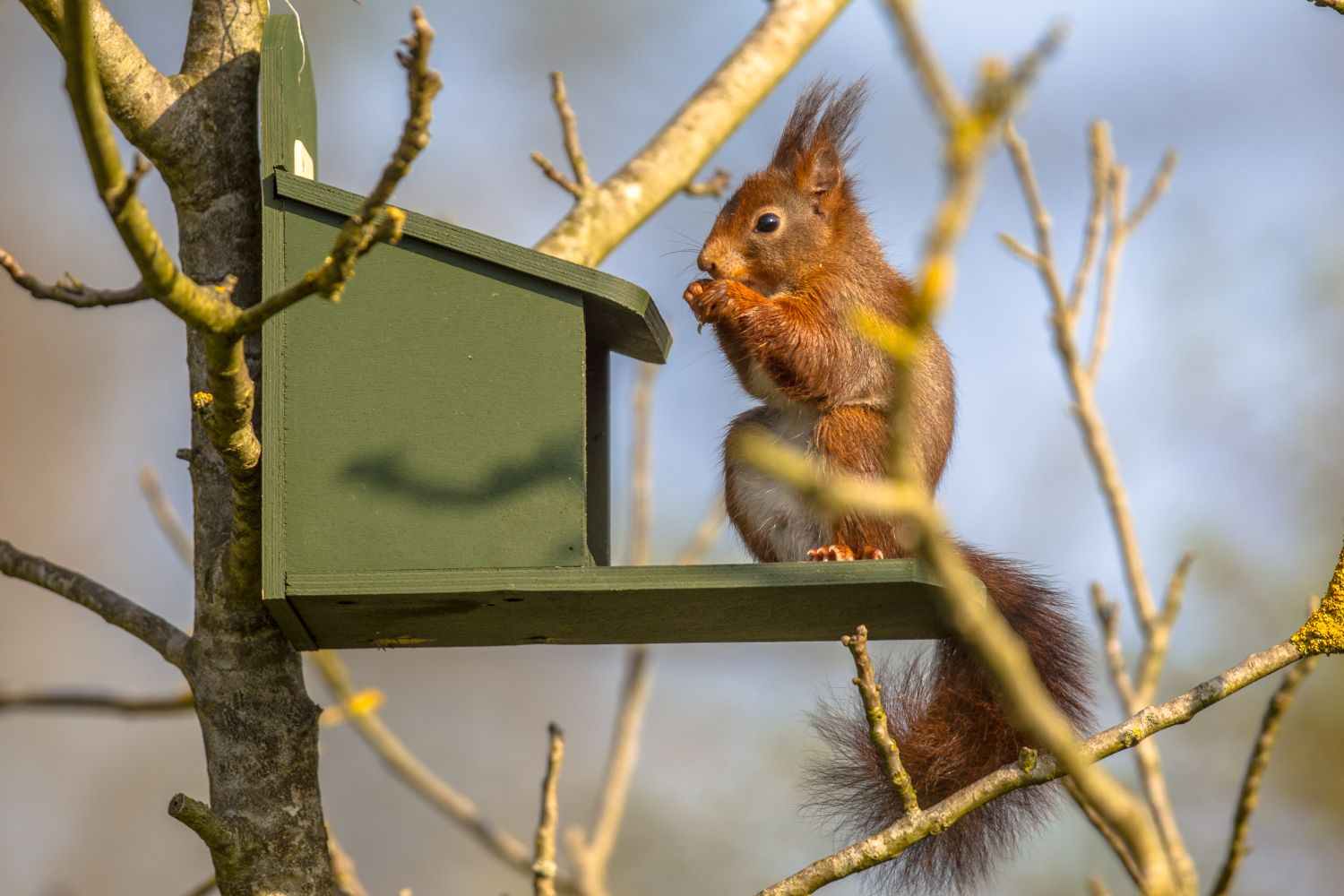 How to attract squirrels to the garden - Plantura