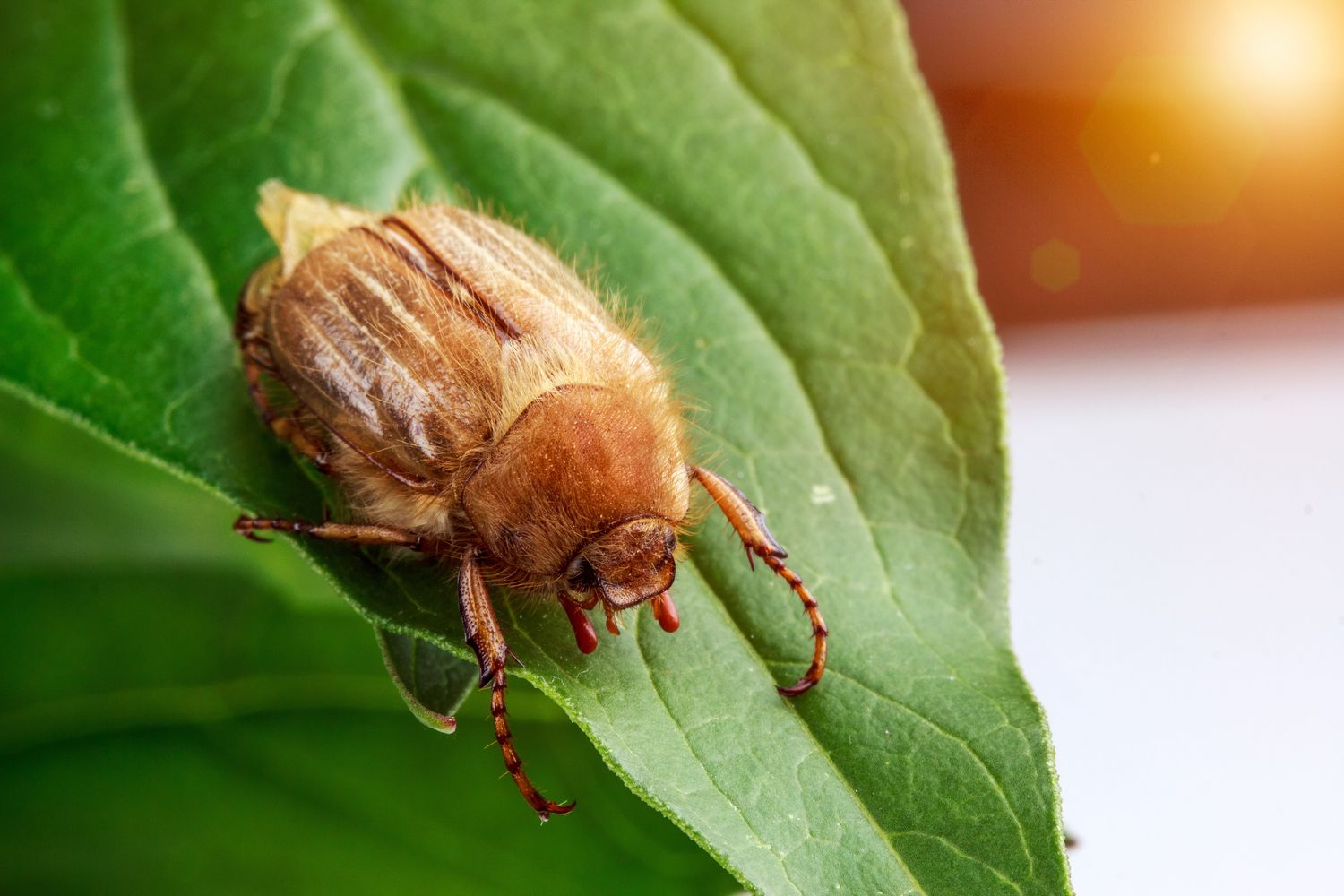 Summer chafer: profile, prevention & treatment - Plantura