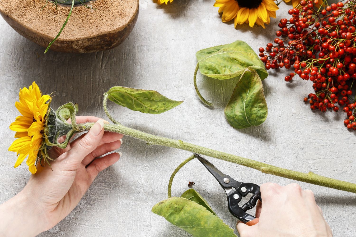 Sunflowers in vases: tips & tricks - Plantura