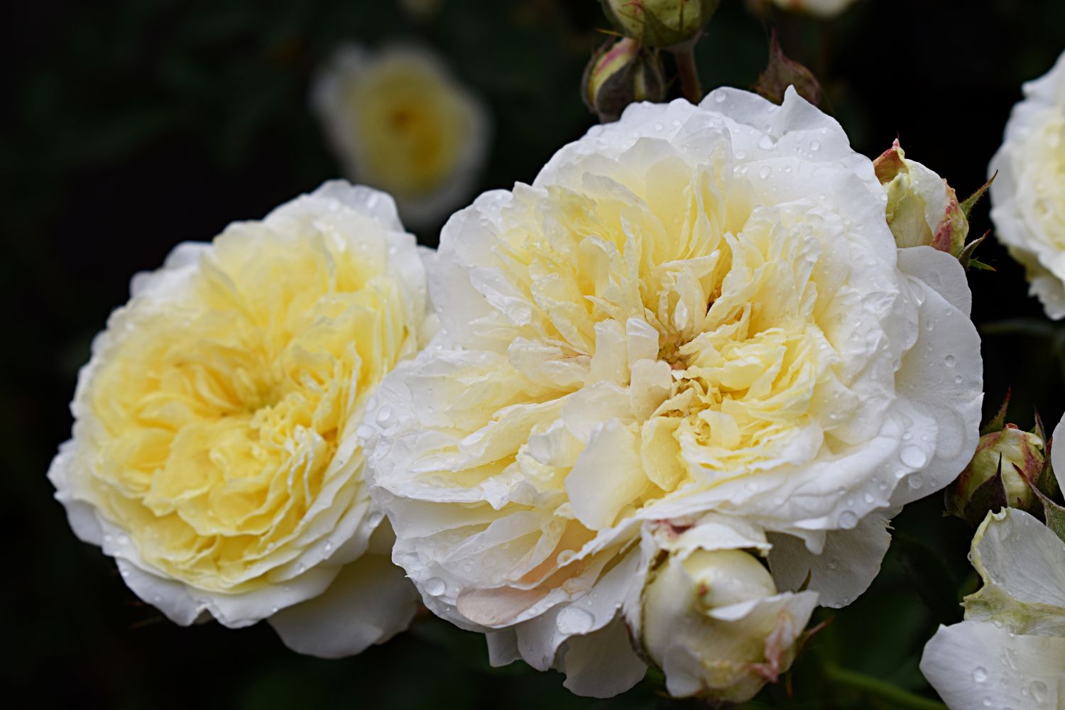 English roses: the most beautiful ones - Plantura