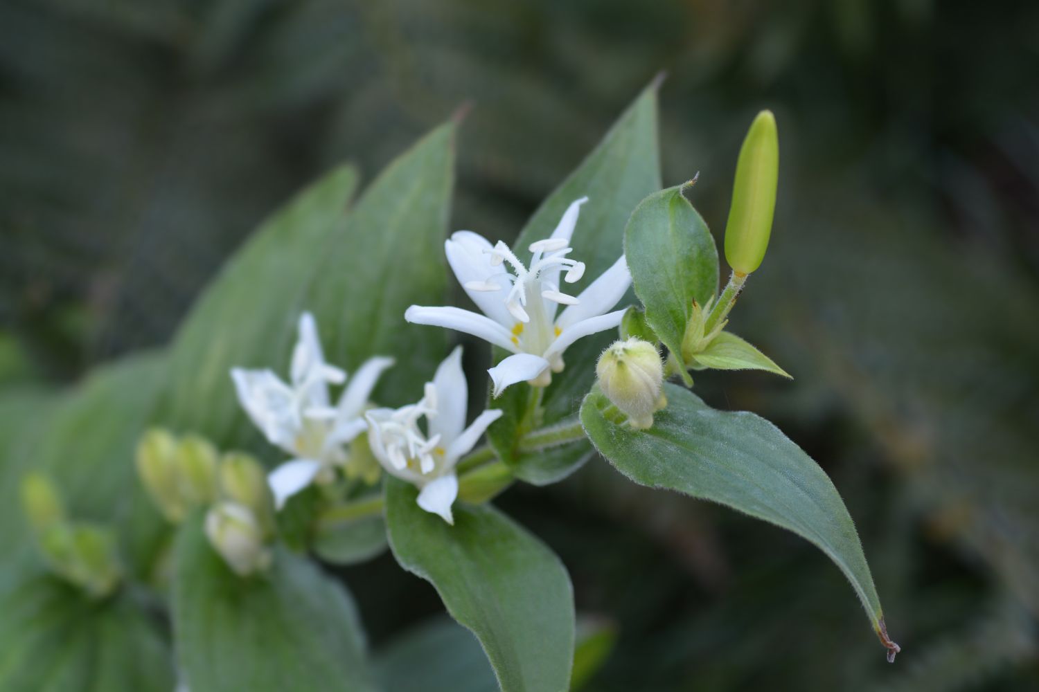 Toad lily: planting, care & varieties - Plantura