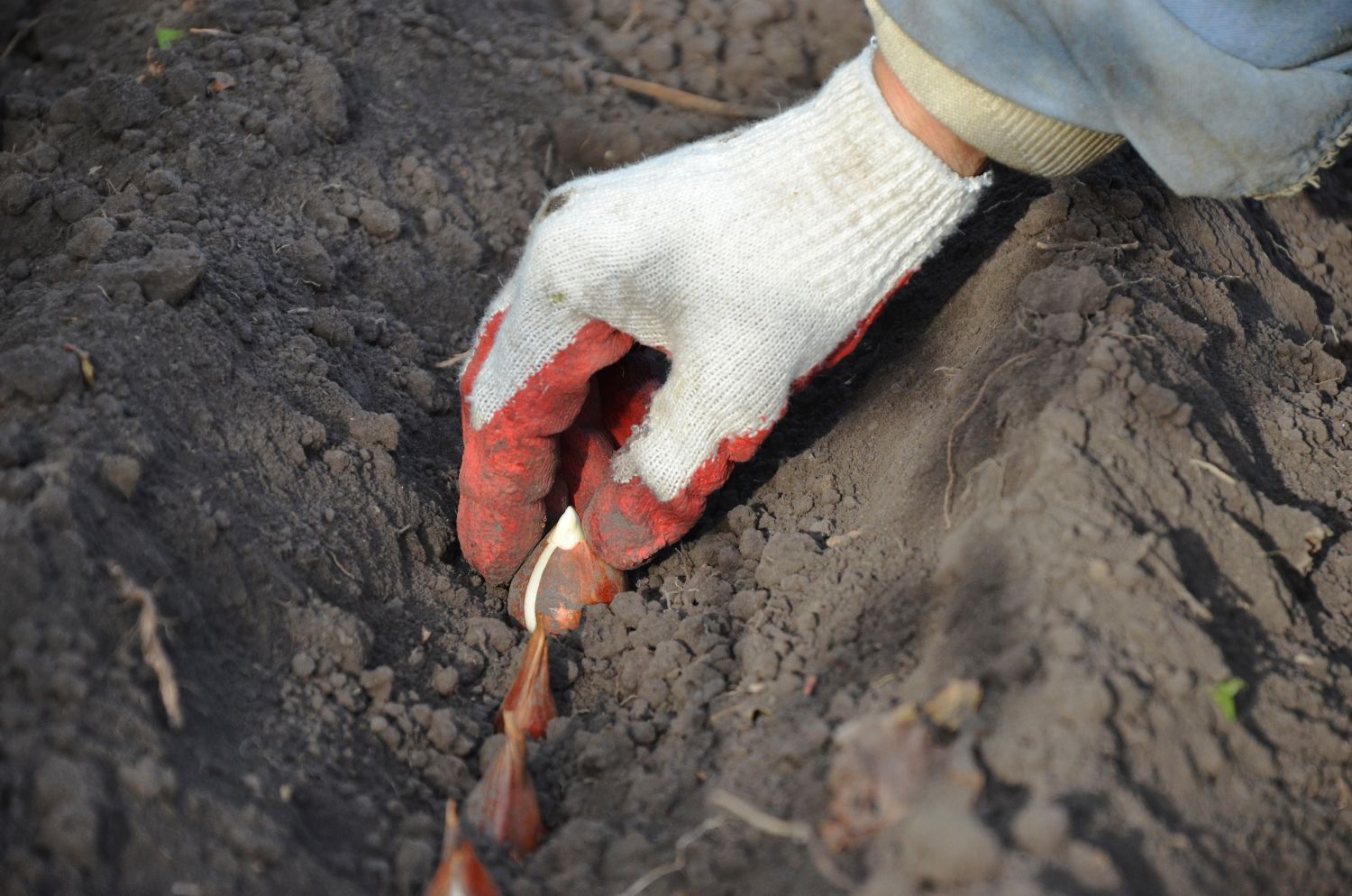 Are tulips poisonous or not? - Plantura