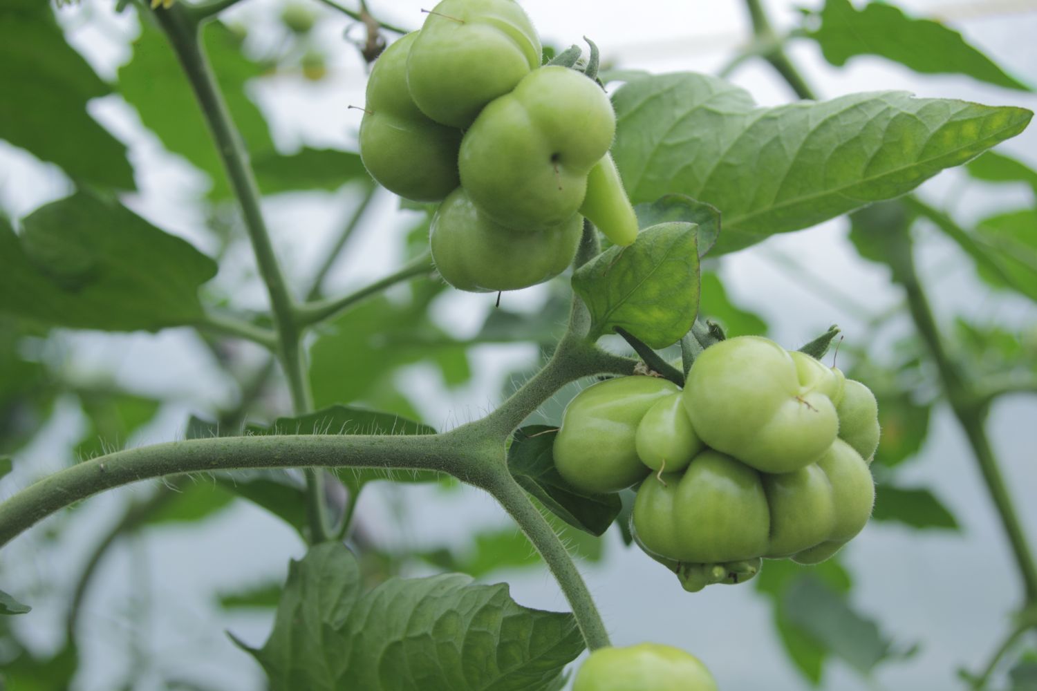 Tomato varieties: the best of new & heirloom - Plantura